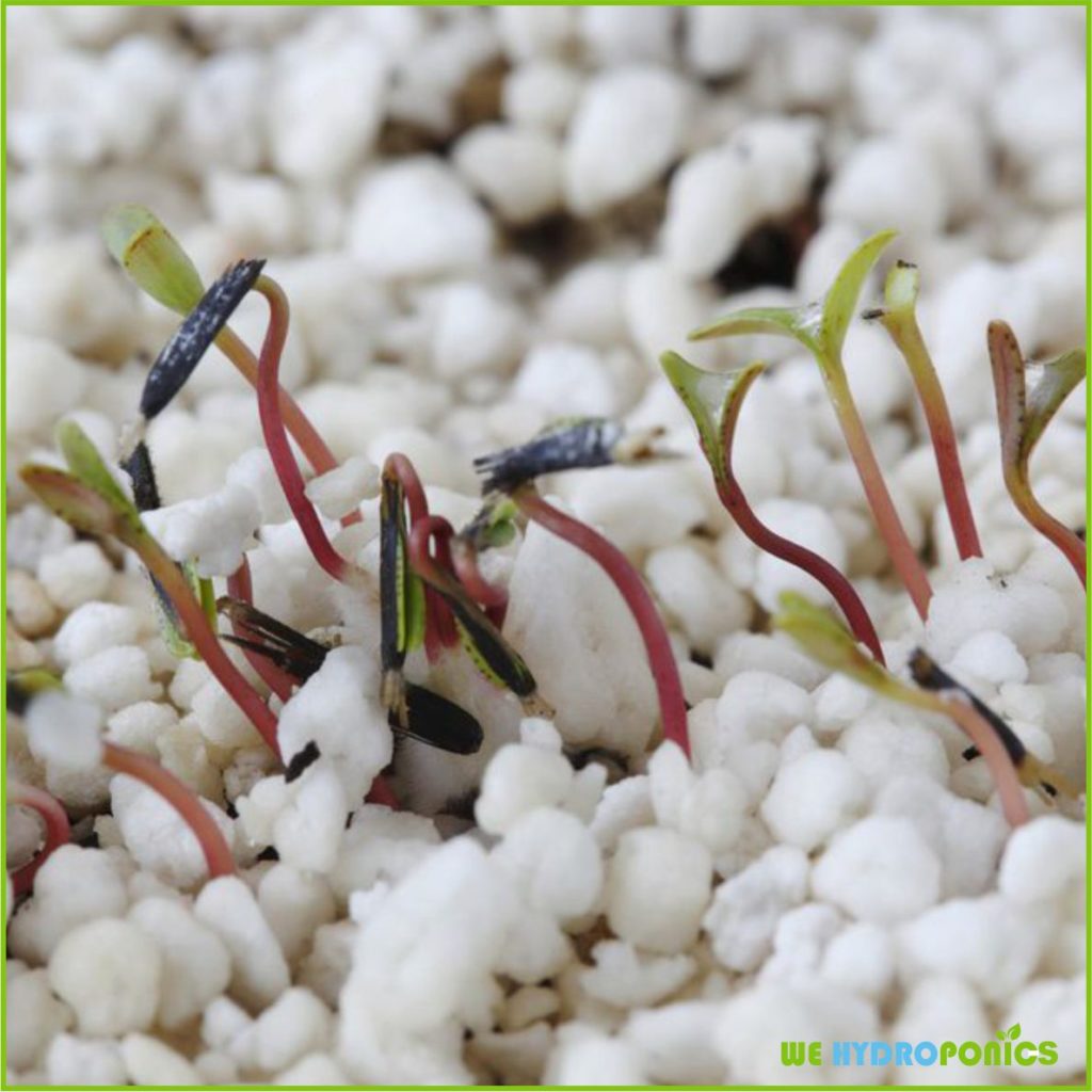 Perlite for Hydroponics & Horticulture, Gardening - WE Hydroponics ...