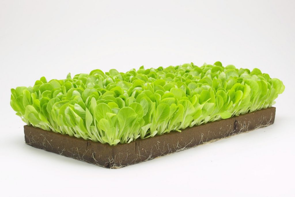 Grow Cubes / Oasis Cubes / Germination cubes - (standard size) - 2.5x2 ...