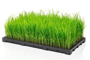 Hydroponics tray / Microgreen tray / wheatgrass tray / seedling tray ...